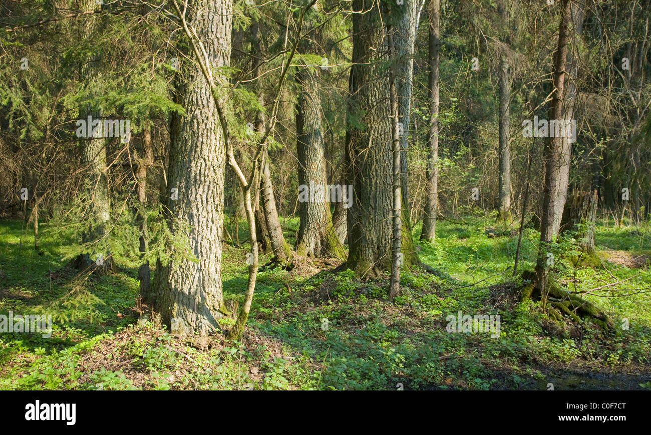 Dense forest with old alder tree in foreground Stock Photo - Alamy