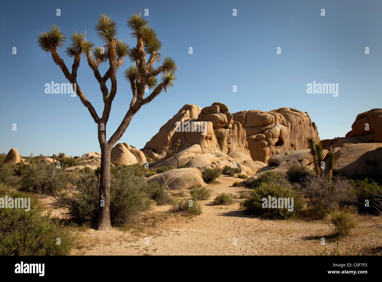 Desert rock joshua tree hi-res stock photography and images - Alamy