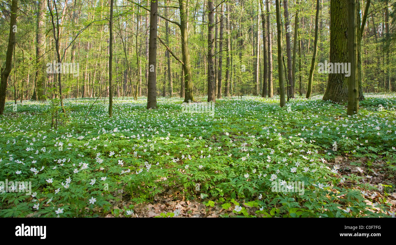 Temperate Deciduous Forest Spring