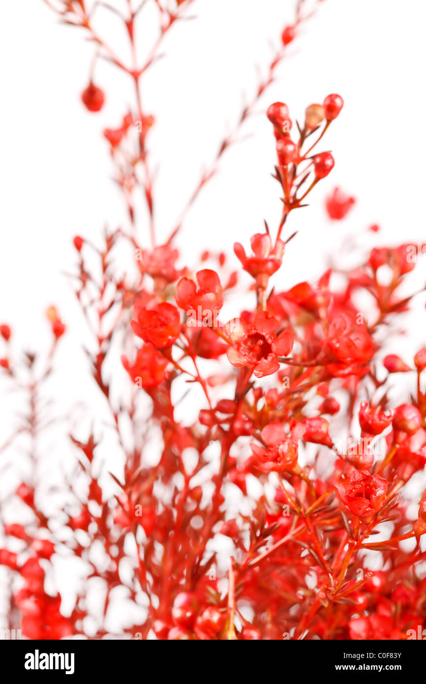 Spring tropical flowers hi-res stock photography and images - Alamy