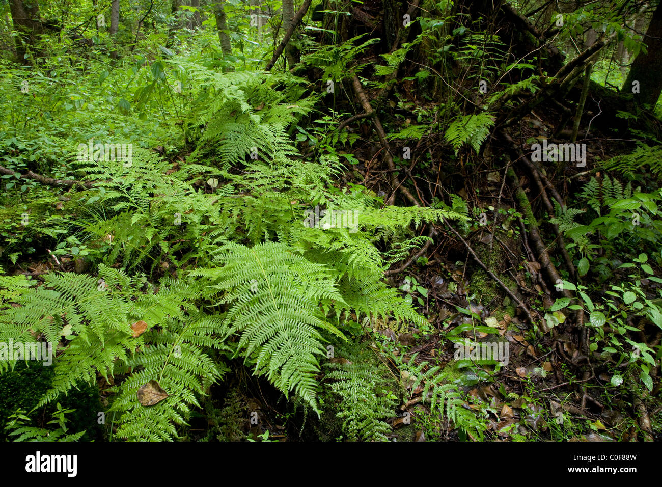 Wet bunch of fern Stock Photo - Alamy