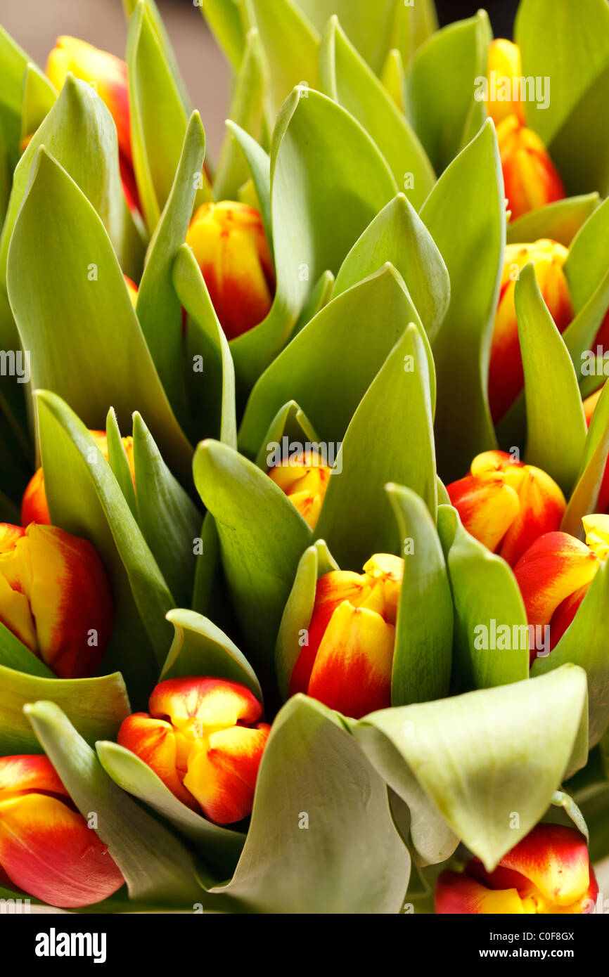 Yellow tulip large bud hi-res stock photography and images - Alamy