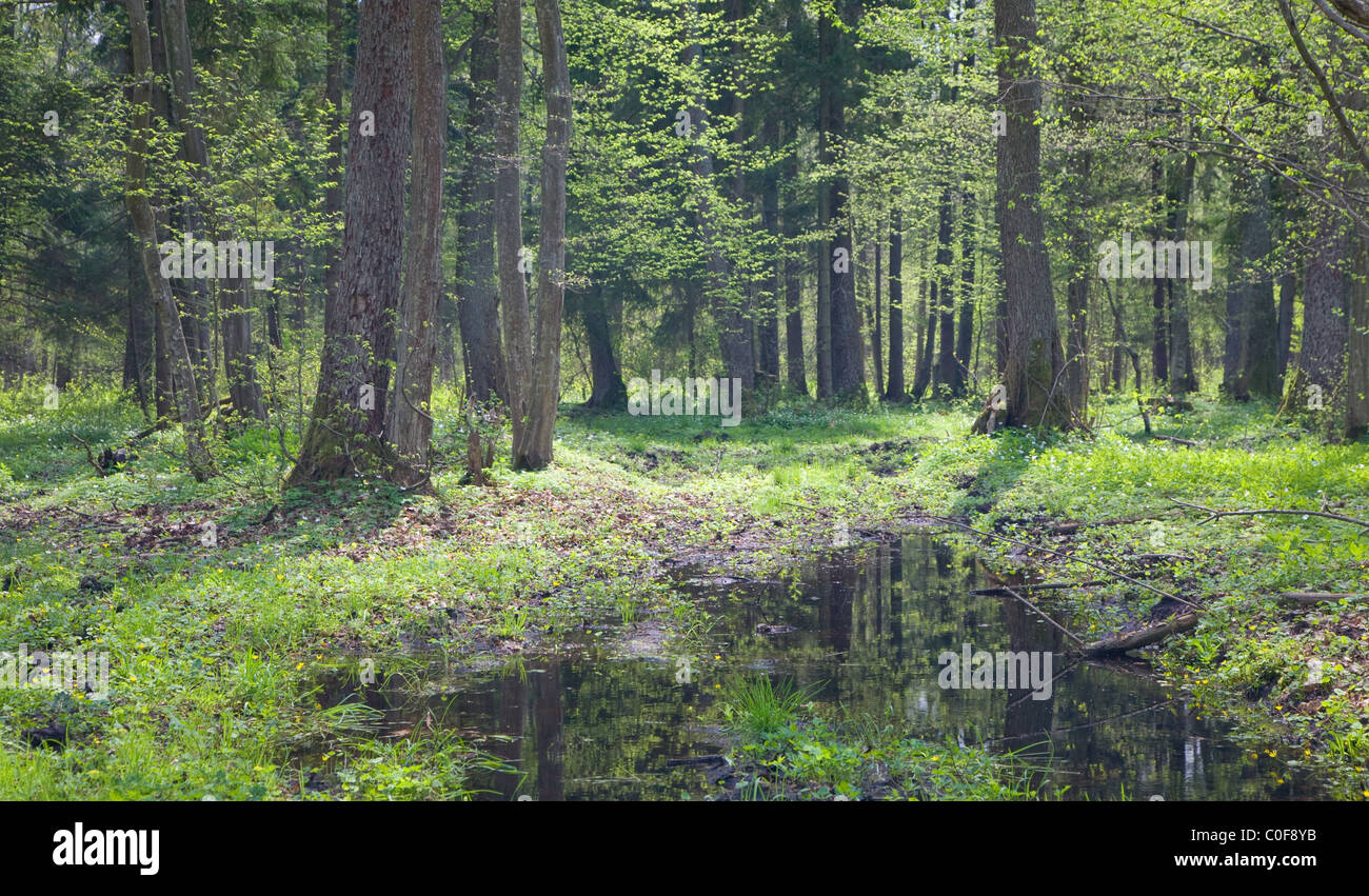 Springtime deciduous wet forest with water in foreground and flowering ...