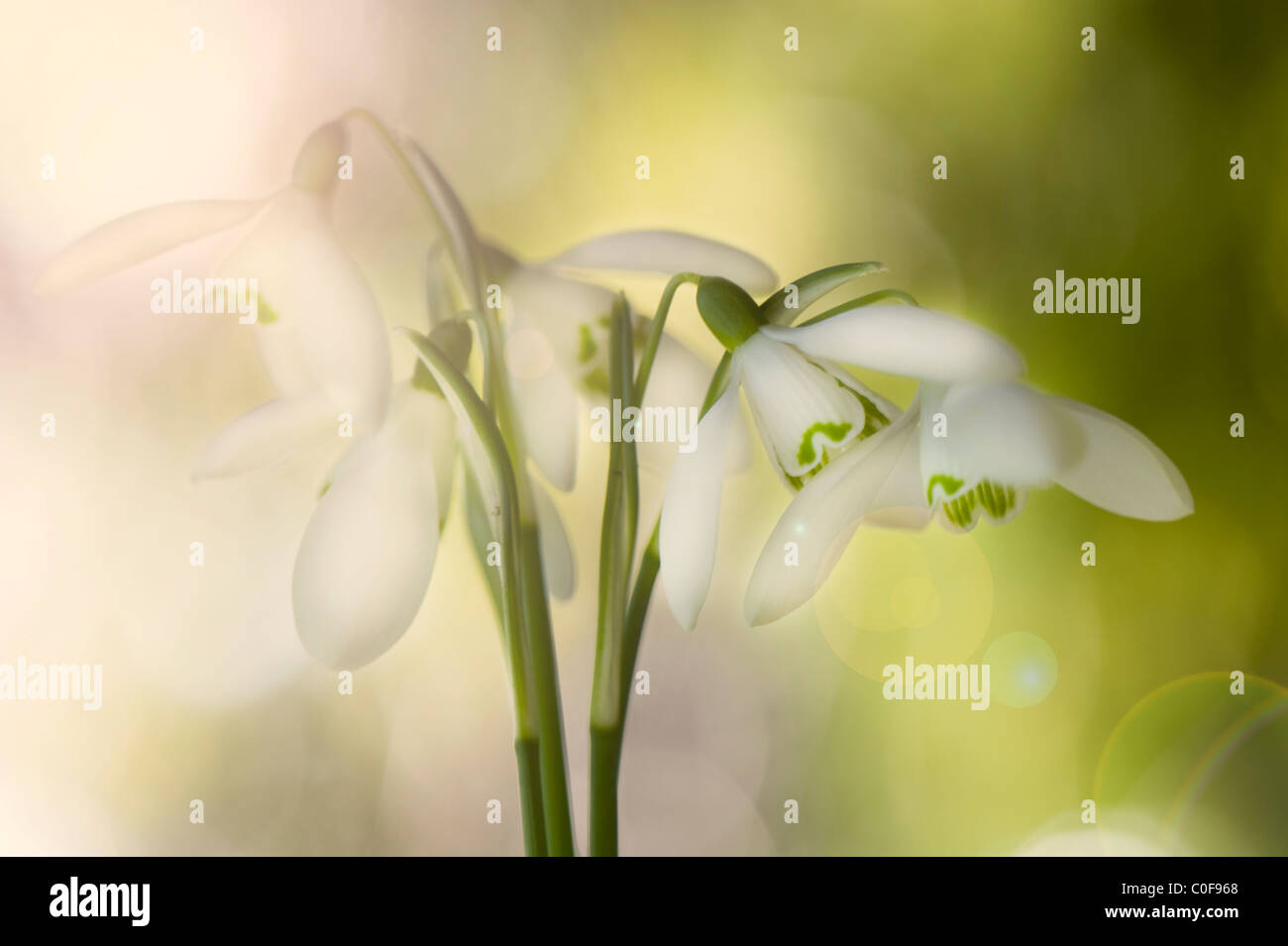 Common snowdrops galanthus nivalis hi-res stock photography and images ...