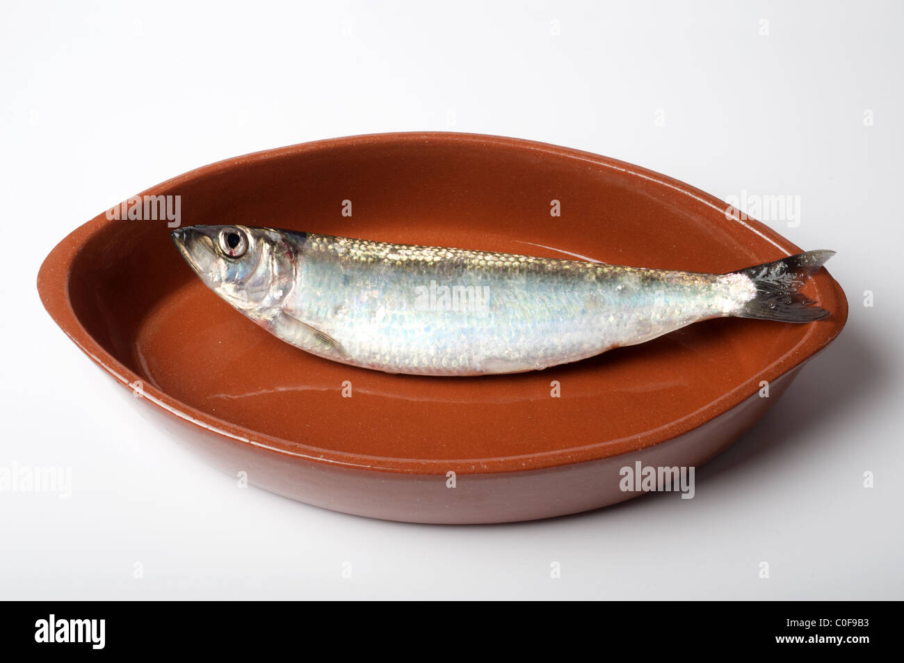 Line caught fresh North Sea Herring Stock Photo - Alamy