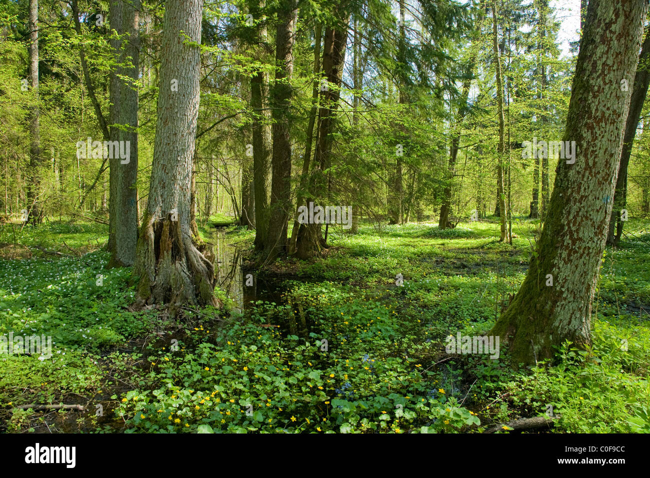 Small forest river crossing alder forest at springtime wit marsh ...