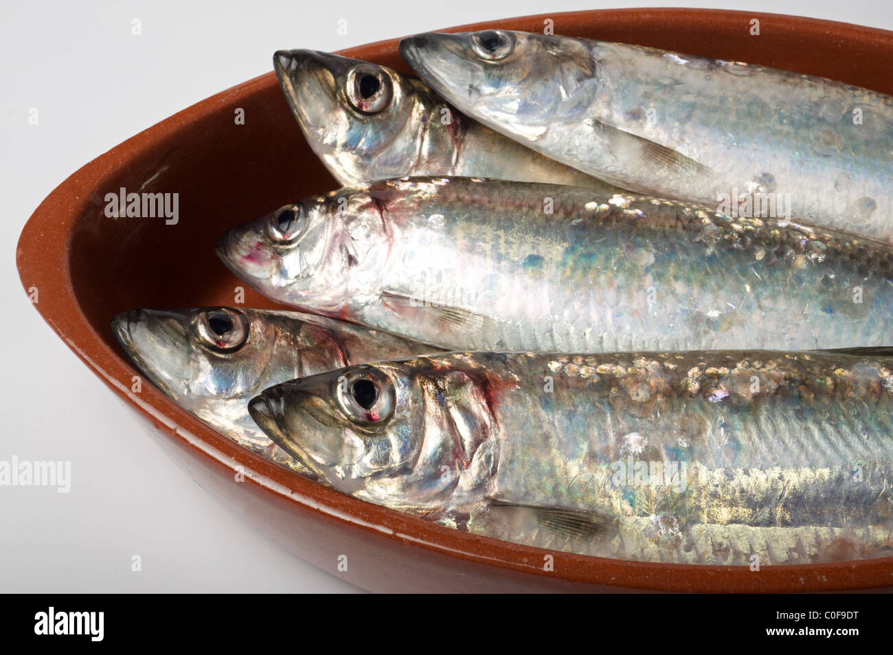 Herring Fishes Stock Photos & Herring Fishes Stock Images - Alamy