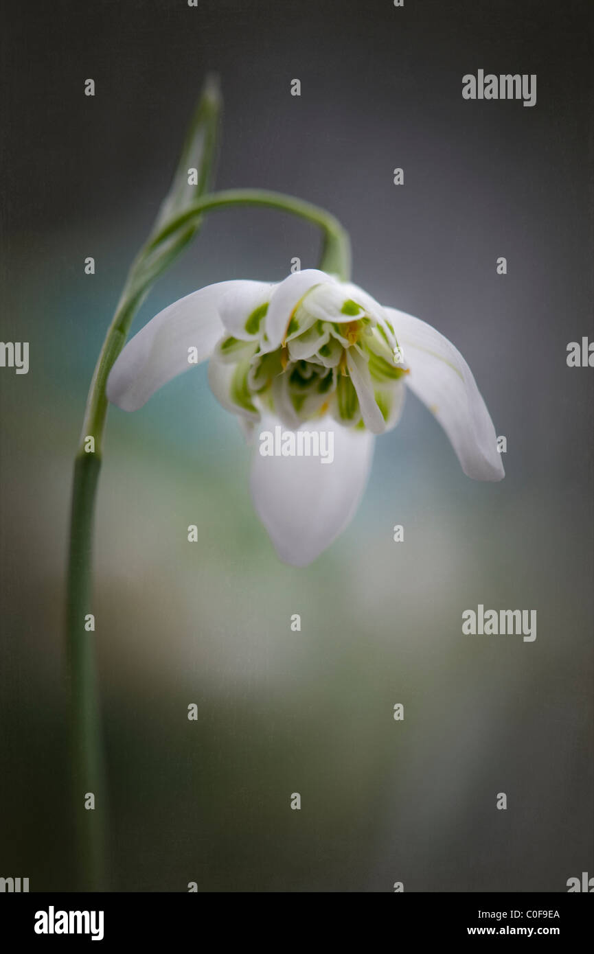 Double flowering Snowdrop - Galanthus nivalis f. pleniflorus 'Flore ...