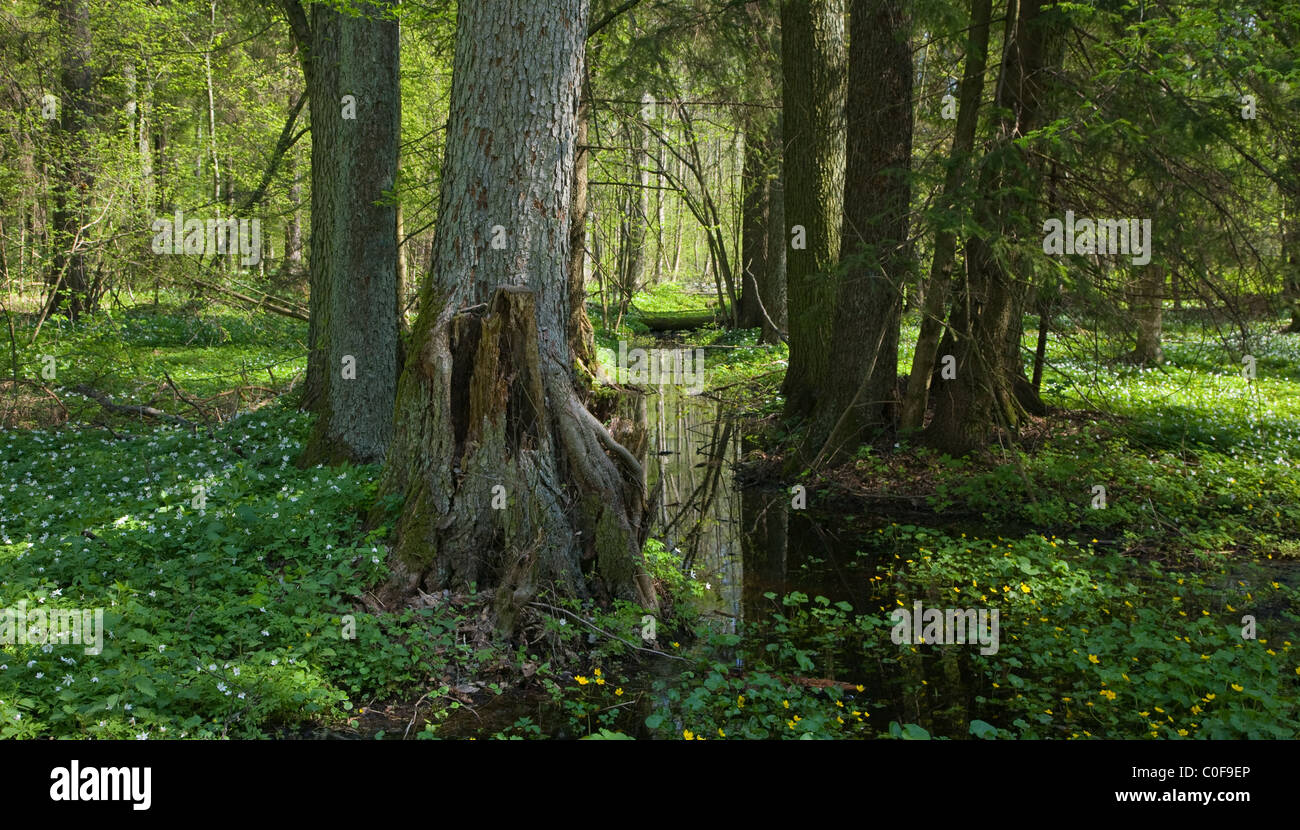 Small forest river crossing alder forest at springtime wit marsh ...