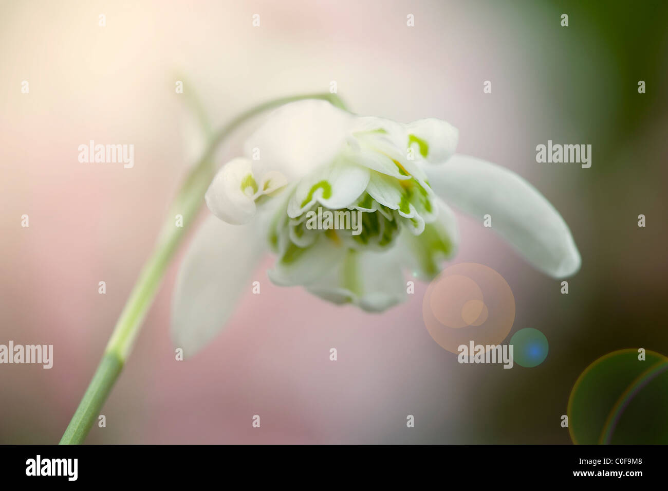 Double flowering Snowdrop - Galanthus nivalis f. pleniflorus 'Flore ...