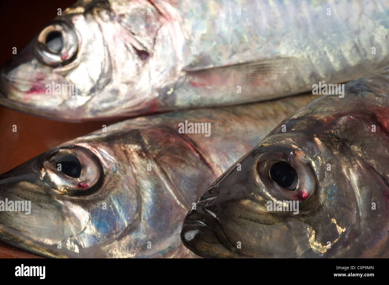 North sea herring uk hi-res stock photography and images - Alamy