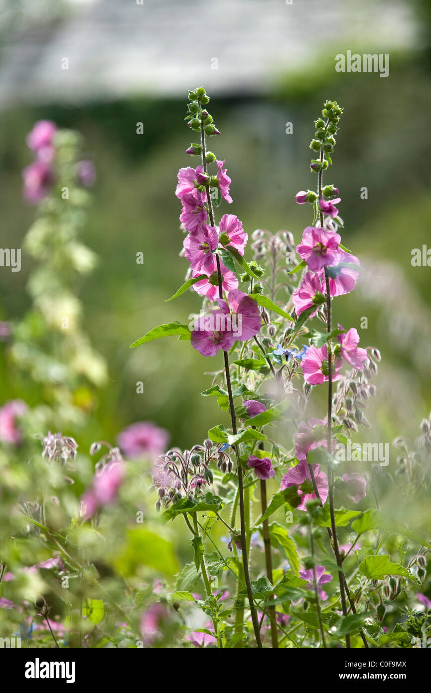 Penstemon flower hi-res stock photography and images - Alamy