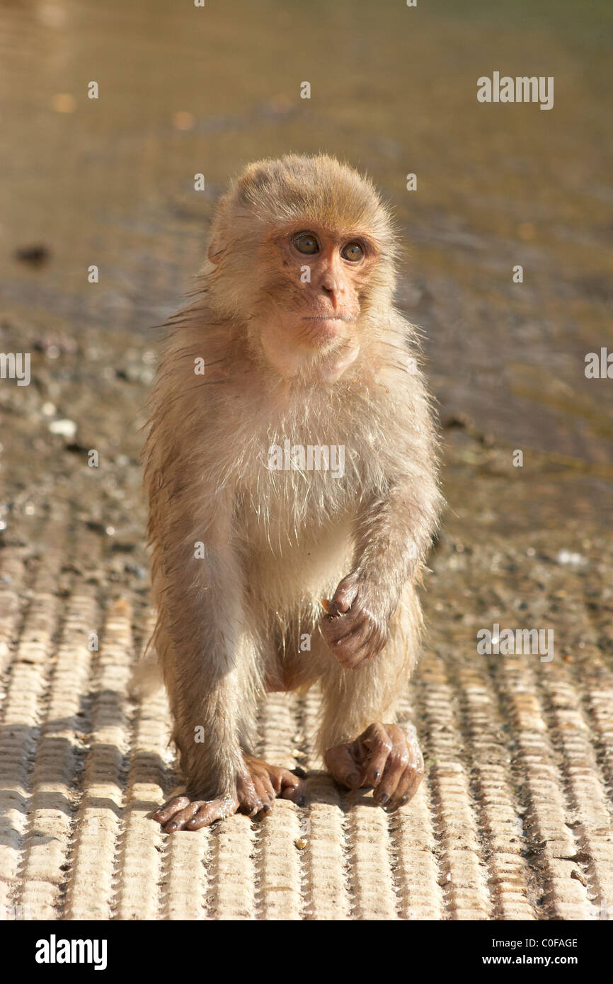 Monkey mammals hi-res stock photography and images - Alamy