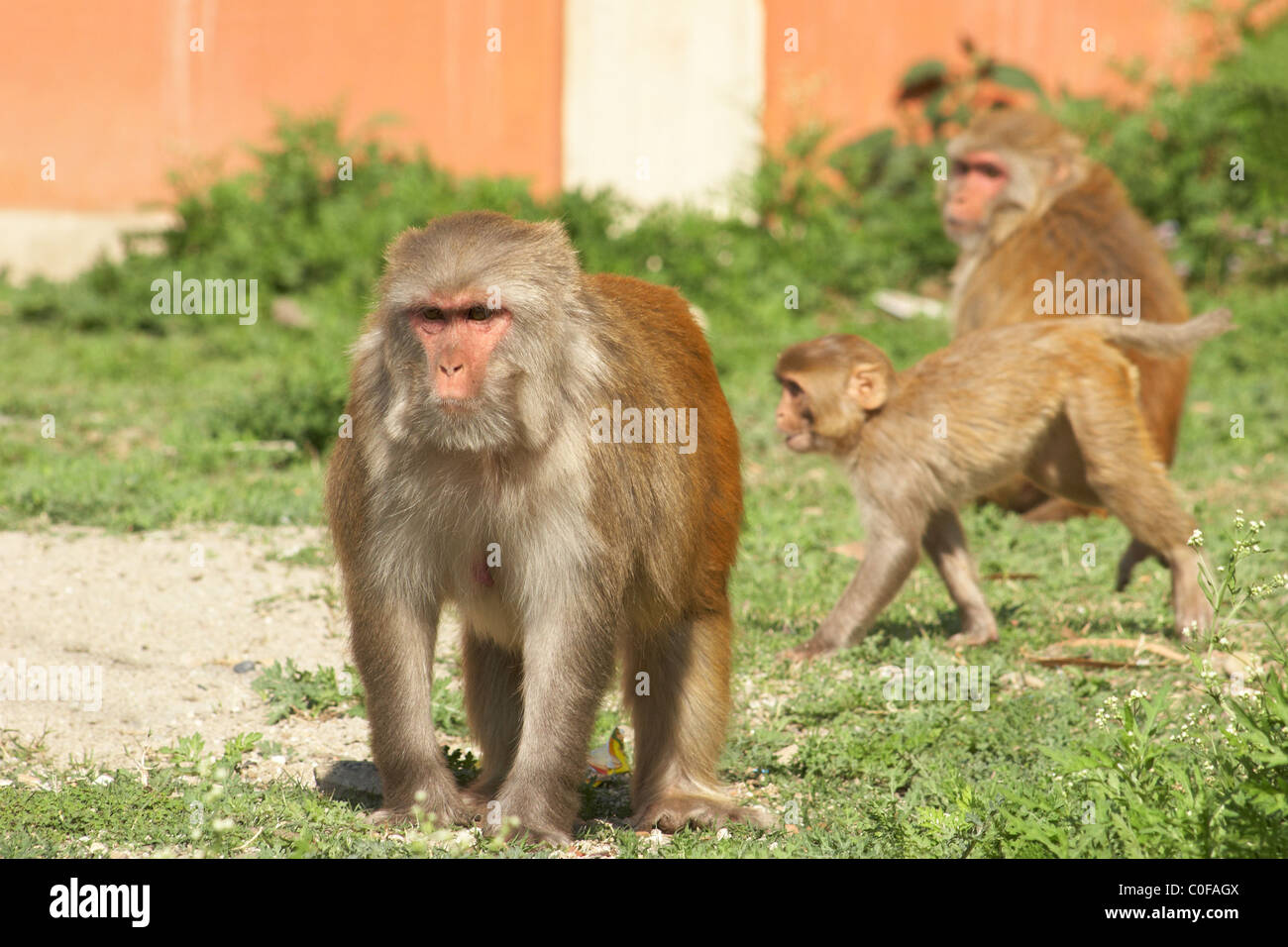 Special monkey hi-res stock photography and images - Alamy