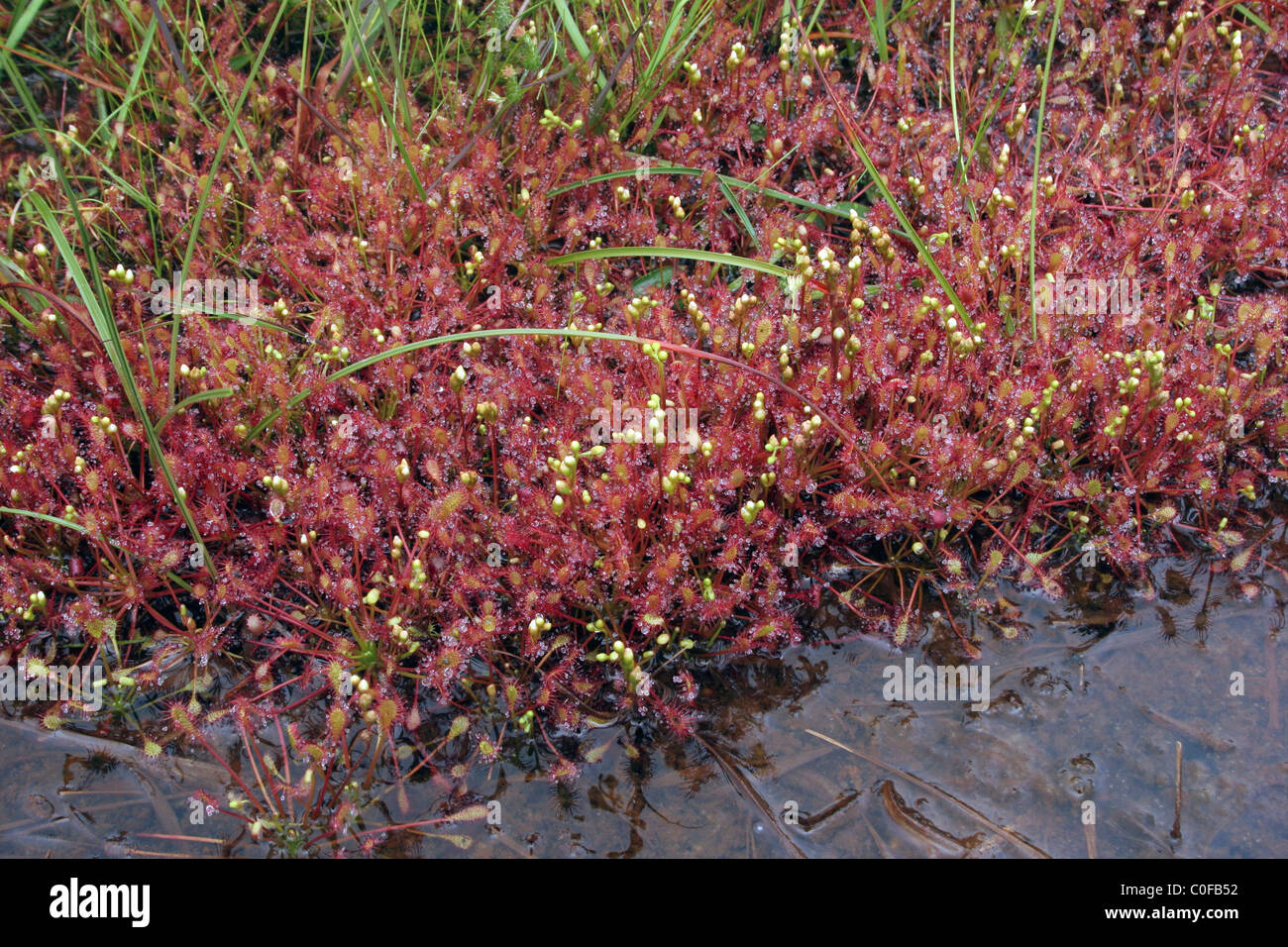 Oblong-leaved sundews / spoonleaf sundew (Drosera intermedia ...
