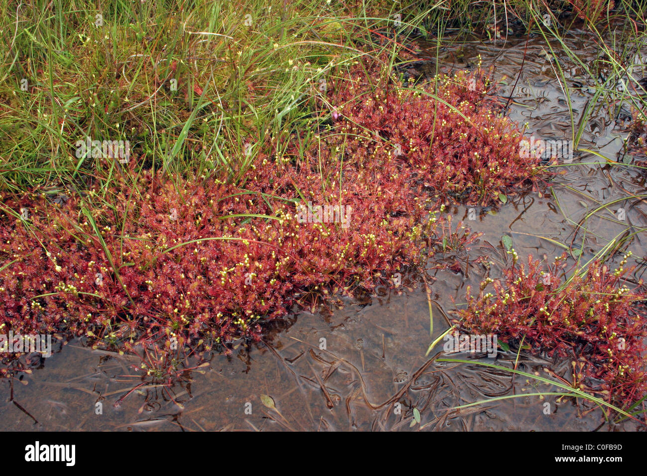 Spoonleaf sundew (drosera intermedia) hi-res stock photography and ...
