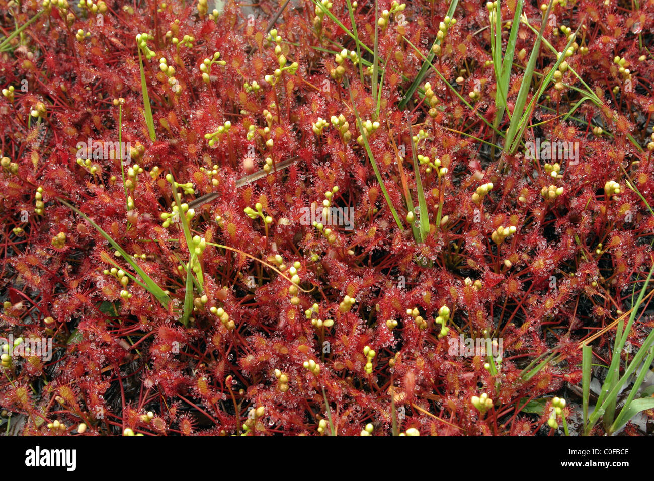Oblong-leaved sundews / spoonleaf sundew (Drosera intermedia ...