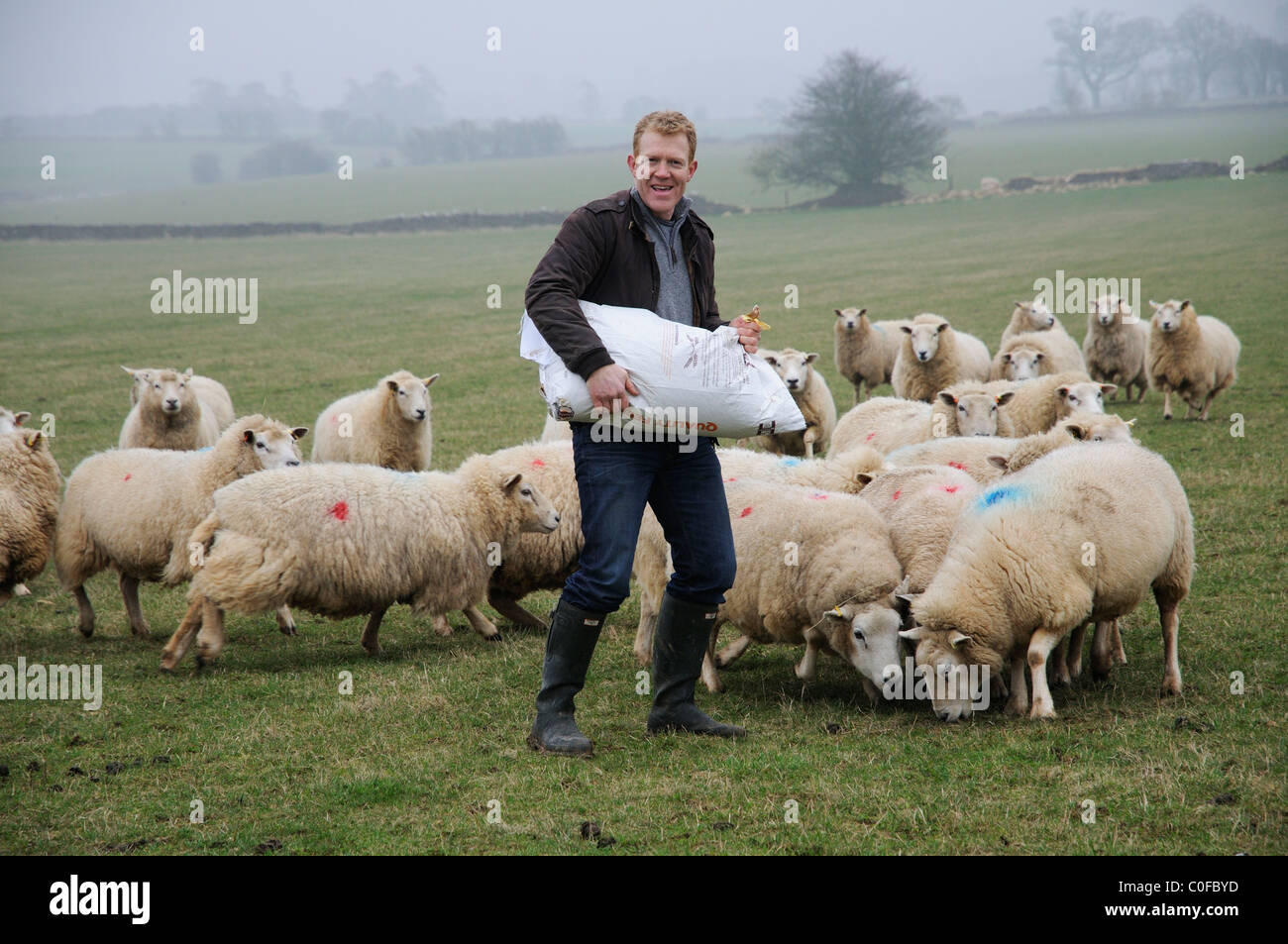 Adam Henson Cotswolds farmer feeding his sheep on Adam's farm. BBC Countryfile tv presenter with ...