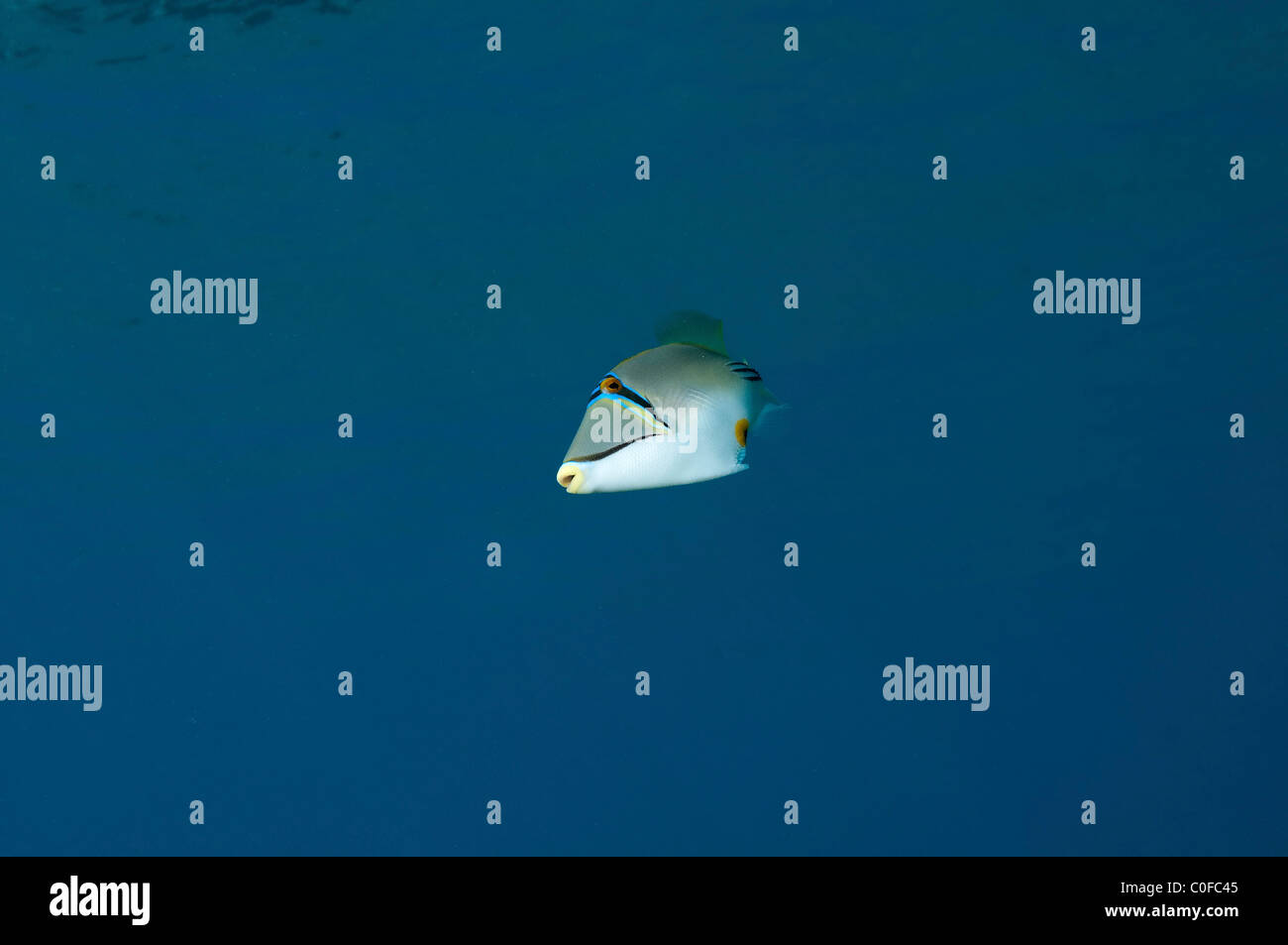 Arabian Picasso triggerfish (Rhinecanthus assasi Stock Photo - Alamy