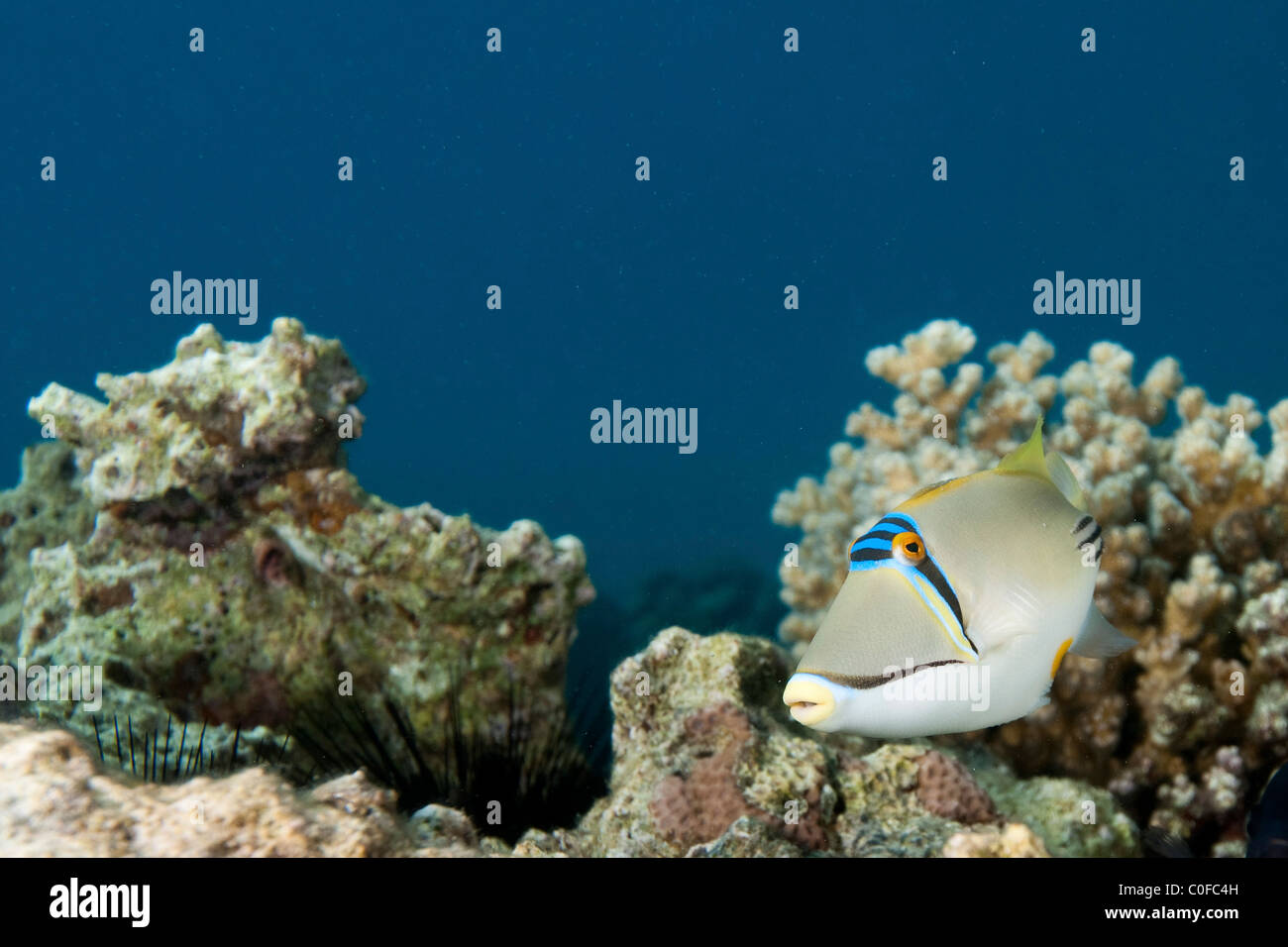 Arabian Picasso triggerfish (Rhinecanthus assasi Stock Photo - Alamy