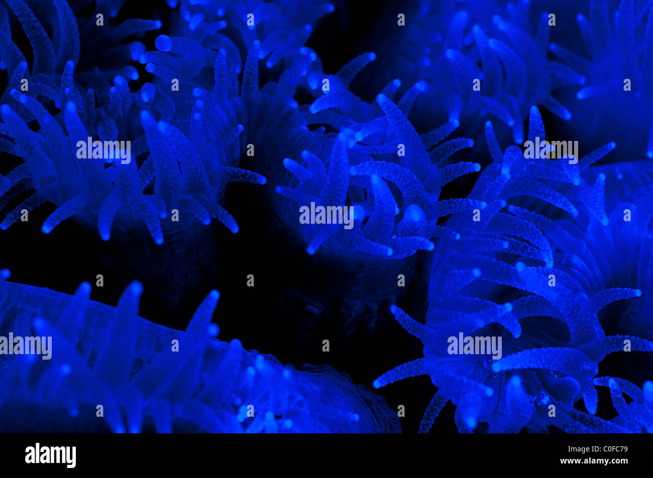 close up of coral polyps Photographed in the Red Sea Israel Stock Photo ...