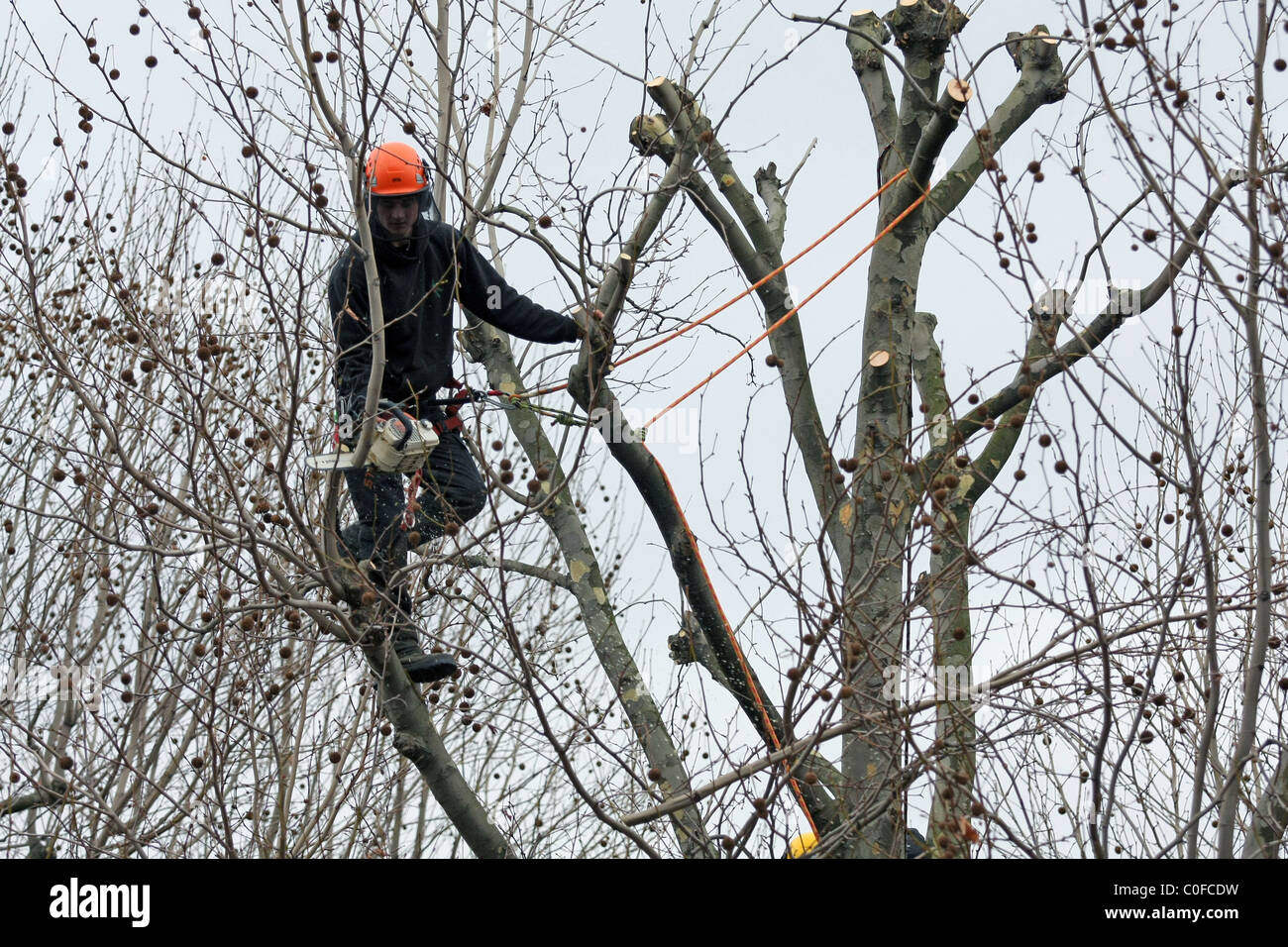 Trimming branches hi-res stock photography and images - Alamy