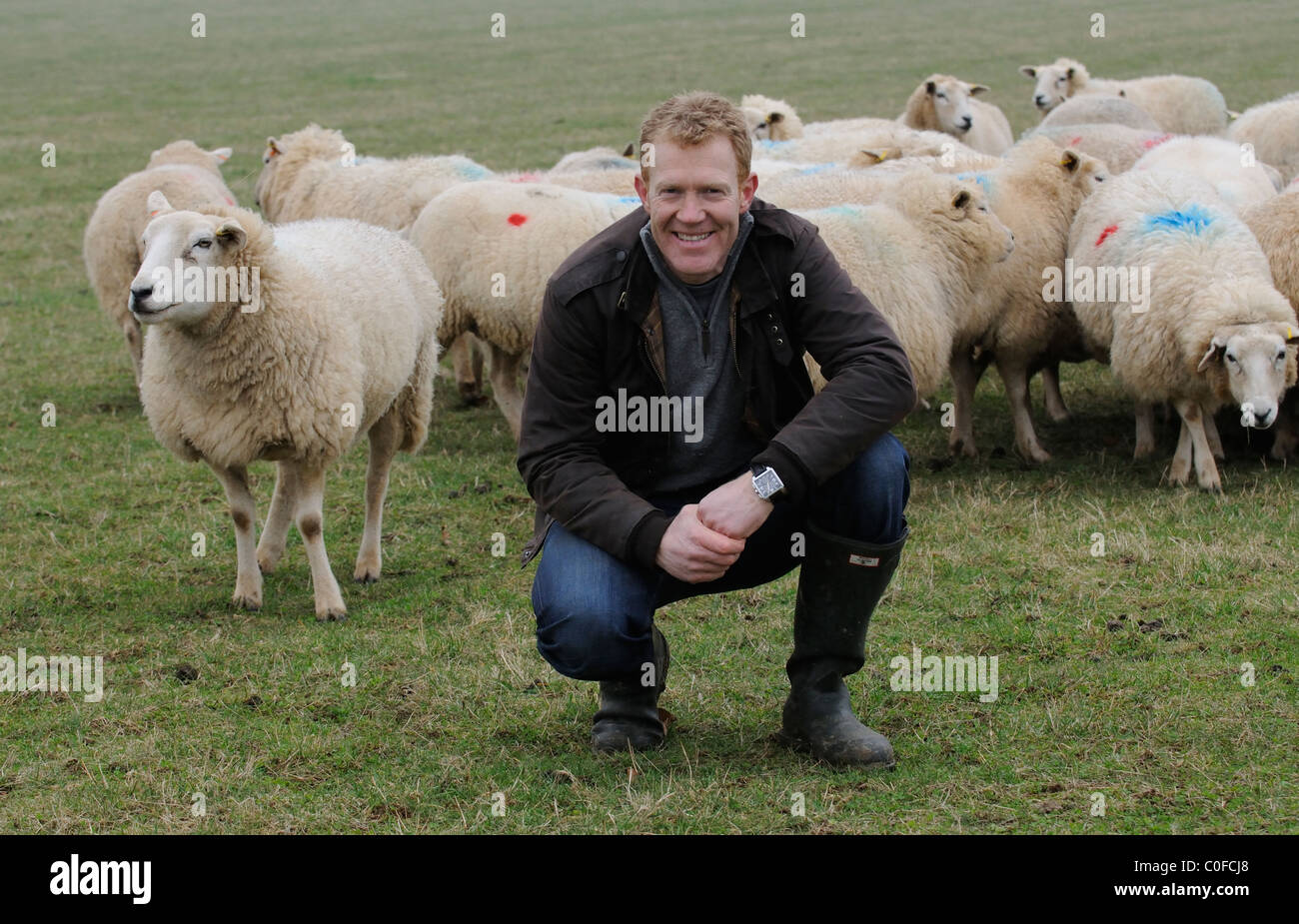 Adam Henson Cotswold farmer with his rare breeds sheep on Adam's farm at Temple Guiting ...