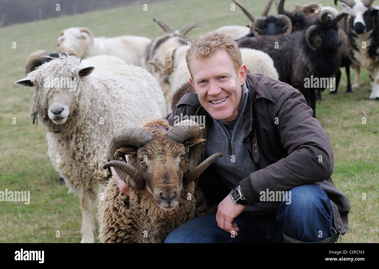 Adam Henson Cotswold farmer with his rare breeds sheep on Adam's farm ...