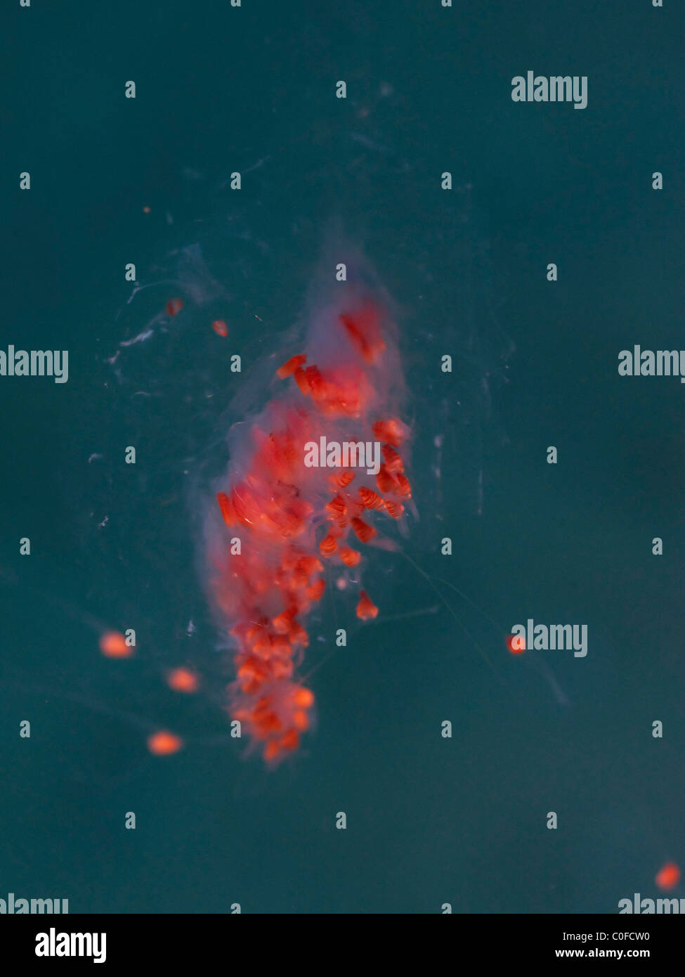 Comb jelly hi-res stock photography and images - Alamy