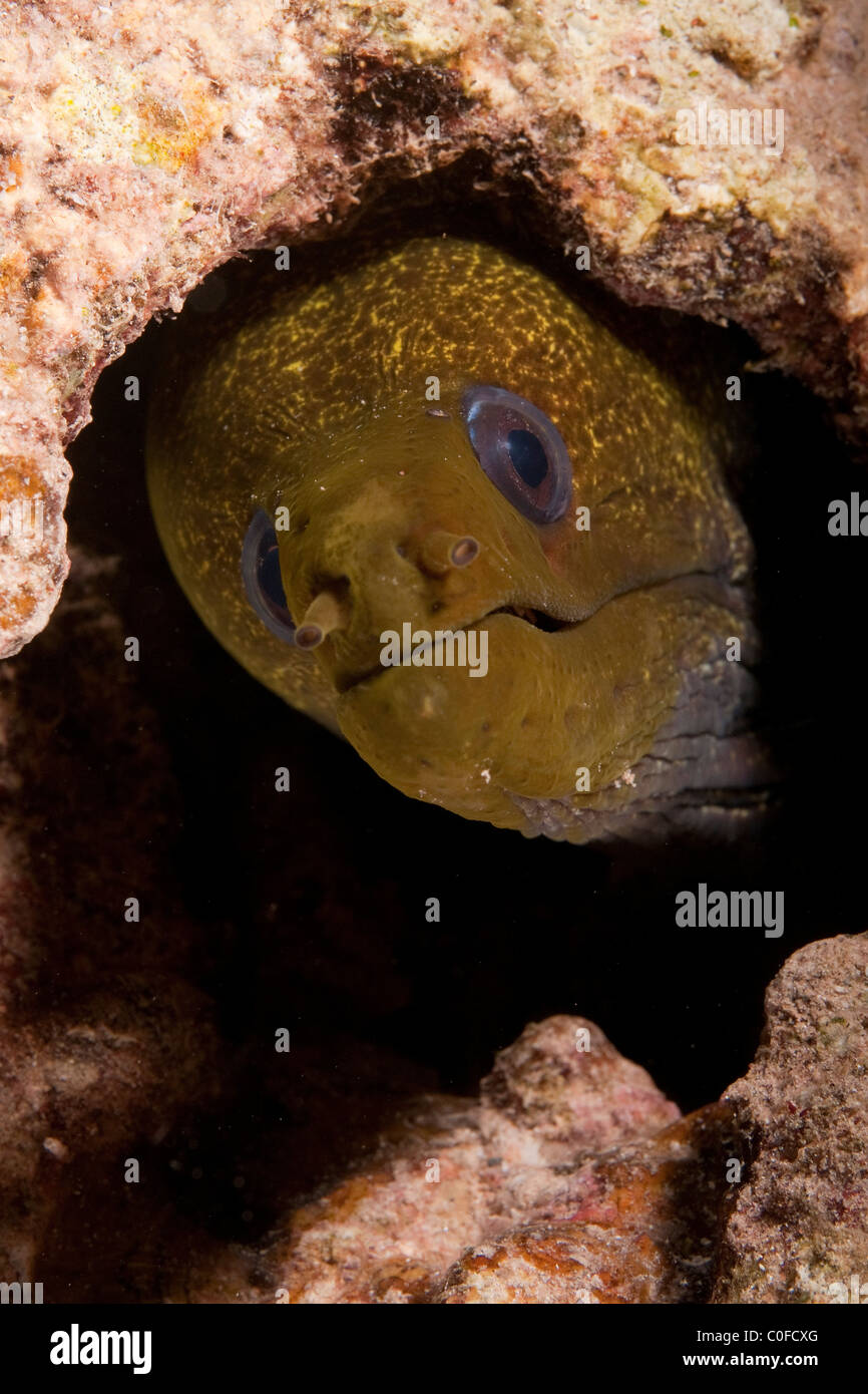 Under water photography of a Reticulate moray (Muraena retifera ...