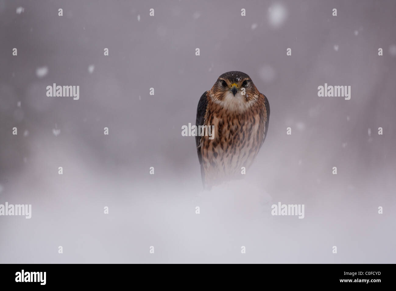 Merlin in snow in the Cairngorms National Park in Scotland (Falconer's ...