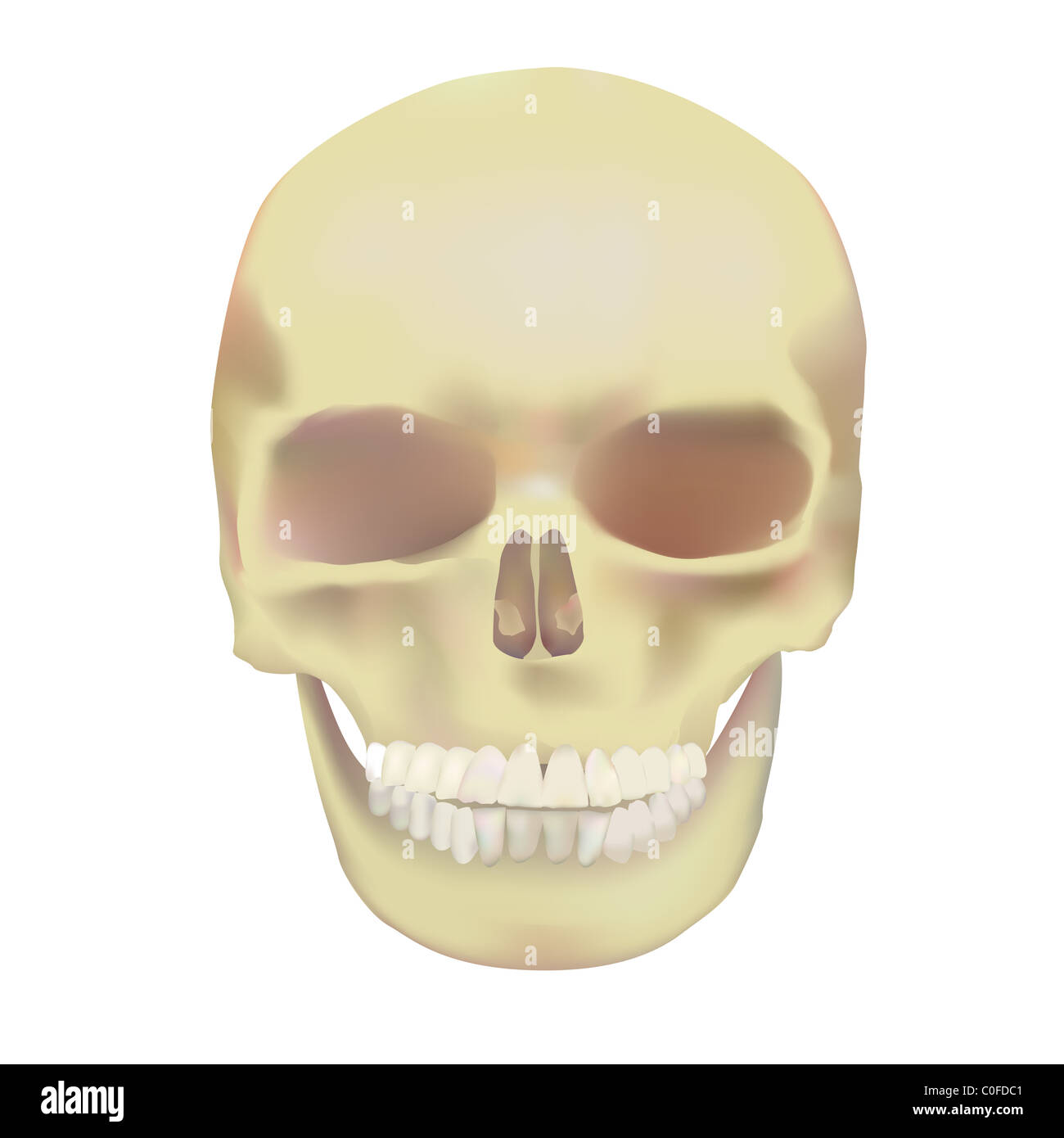 Scary anatomy face hi-res stock photography and images - Alamy