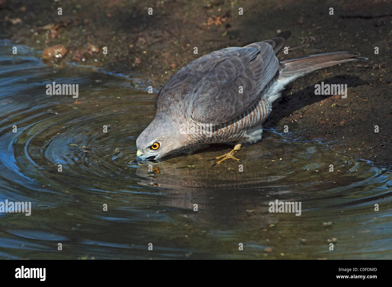 Shikra or Little Banded Goshawk (Accipiter badius) drinking water, in a ...