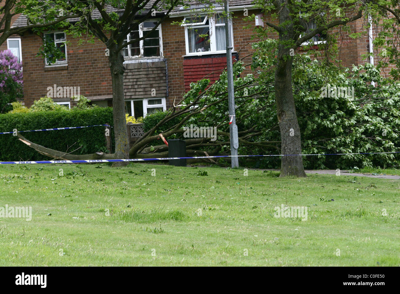 A 13-year-old girl has died after being crushed by a tree. The unnamed ...