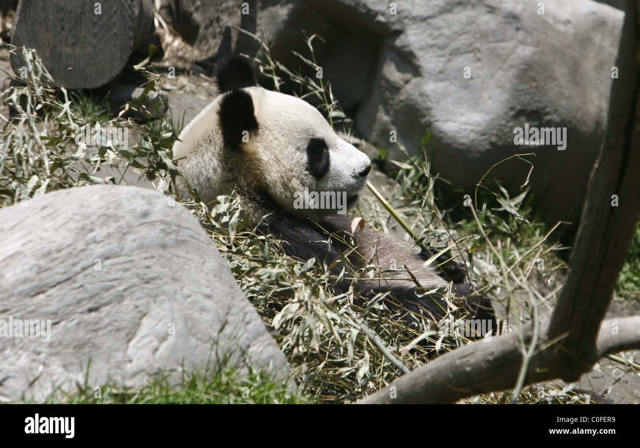Panda china wolong panda center hi-res stock photography and images - Alamy