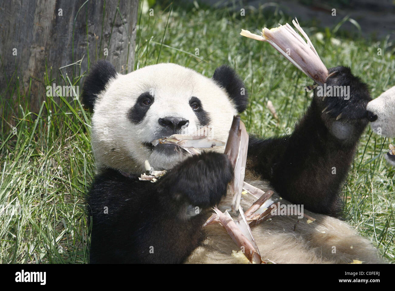 A giant panda eats bamboo shoots at the Research Center for Giant ...