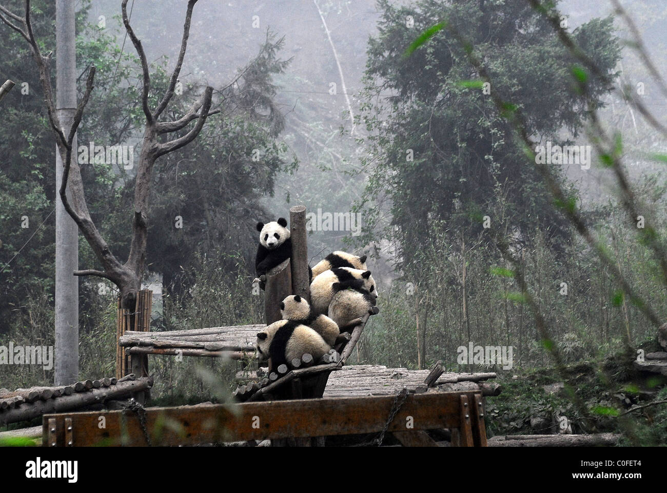 Panda cubs are frightened to huddle together when the strong quake ...