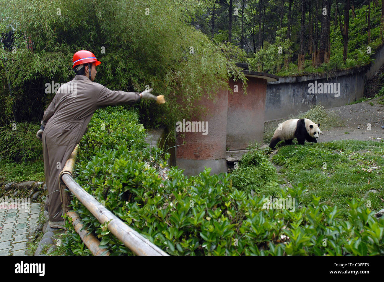 A worker raises pandas at the Wolong Giant Panda Protection and ...