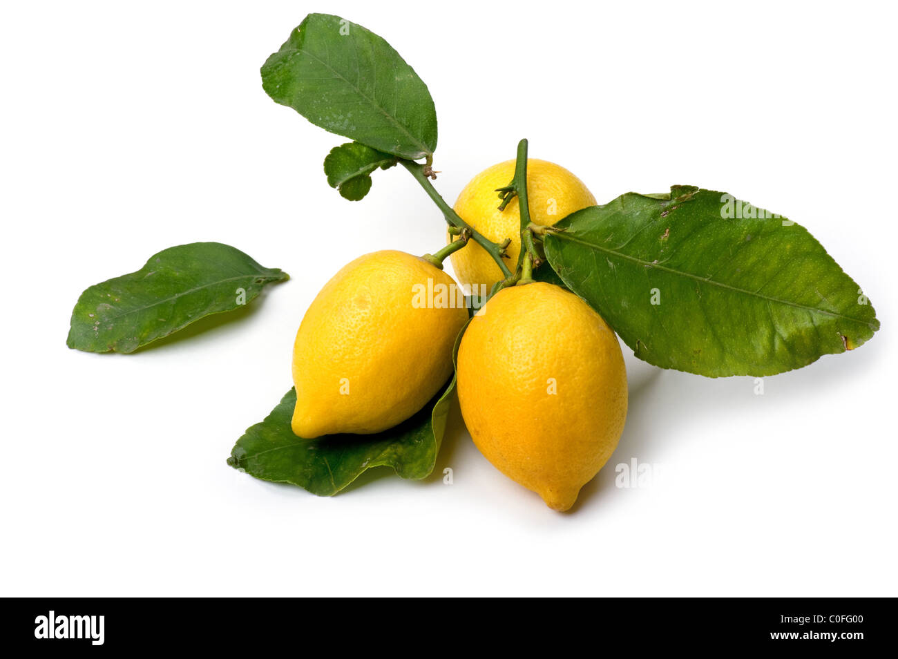 object on white - food lemon close up Stock Photo - Alamy