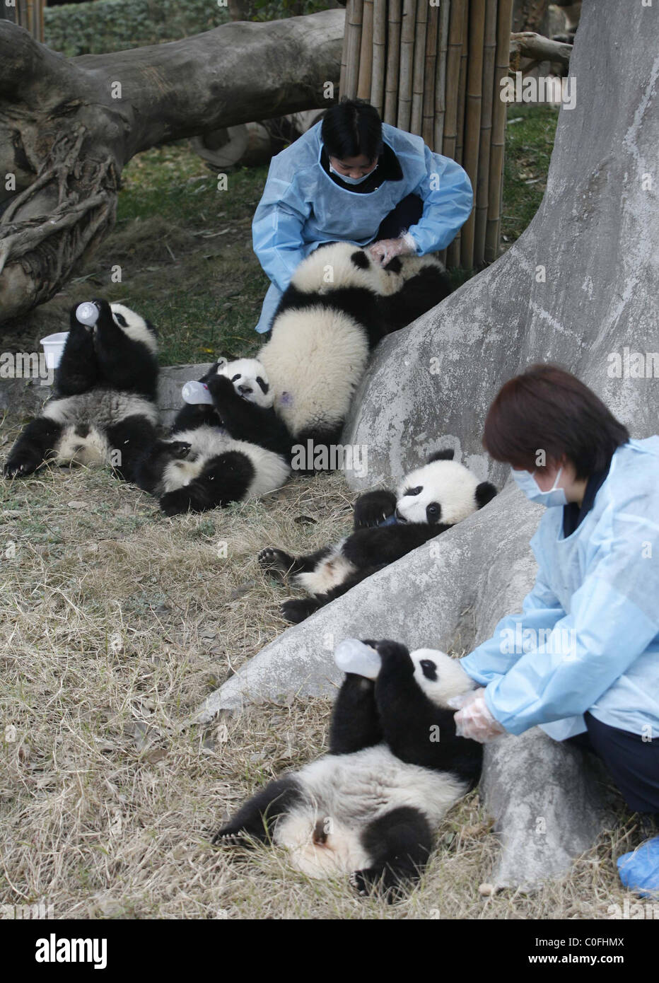 BABY PANDAS Lots of baby pandas play at the Chendu Panda Base in China ...