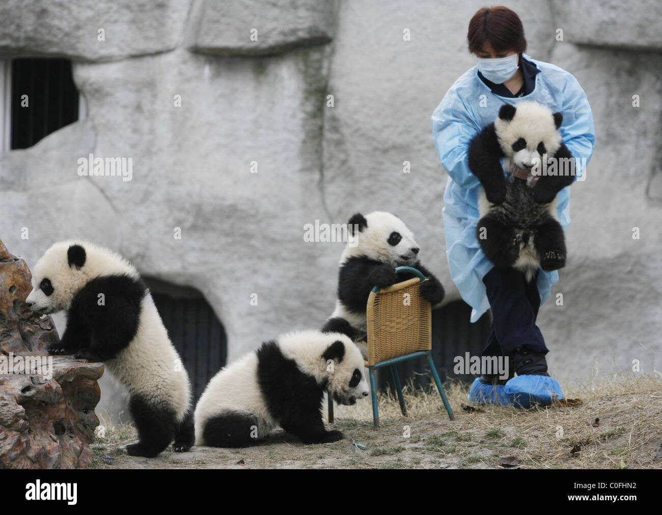 BABY PANDAS Lots of baby pandas play at the Chendu Panda Base in China ...
