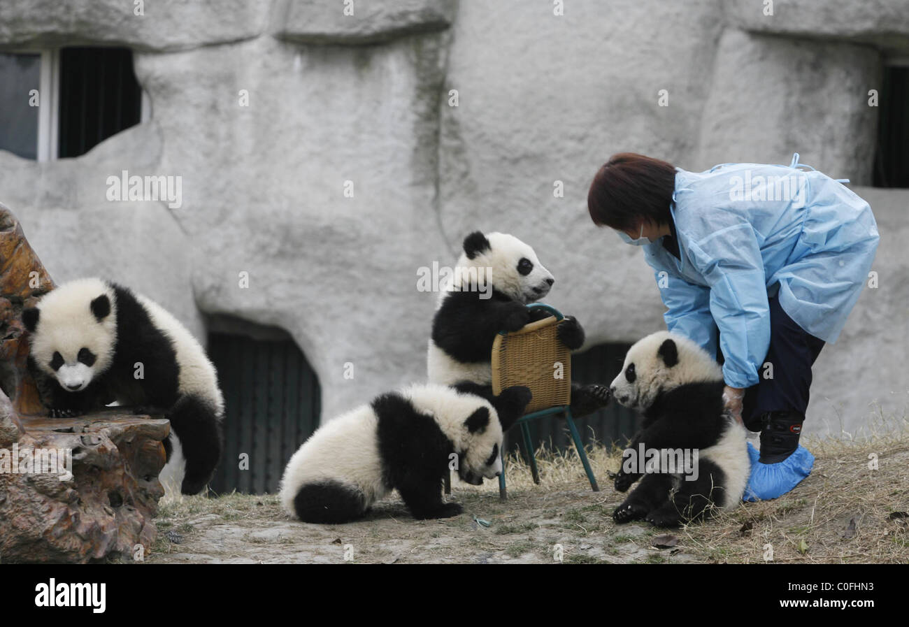 BABY PANDAS Lots of baby pandas play at the Chendu Panda Base in China ...