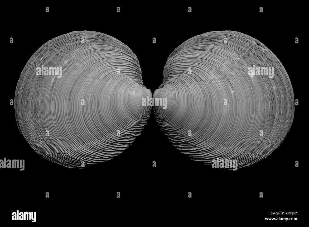 Clam shell hi-res stock photography and images - Alamy