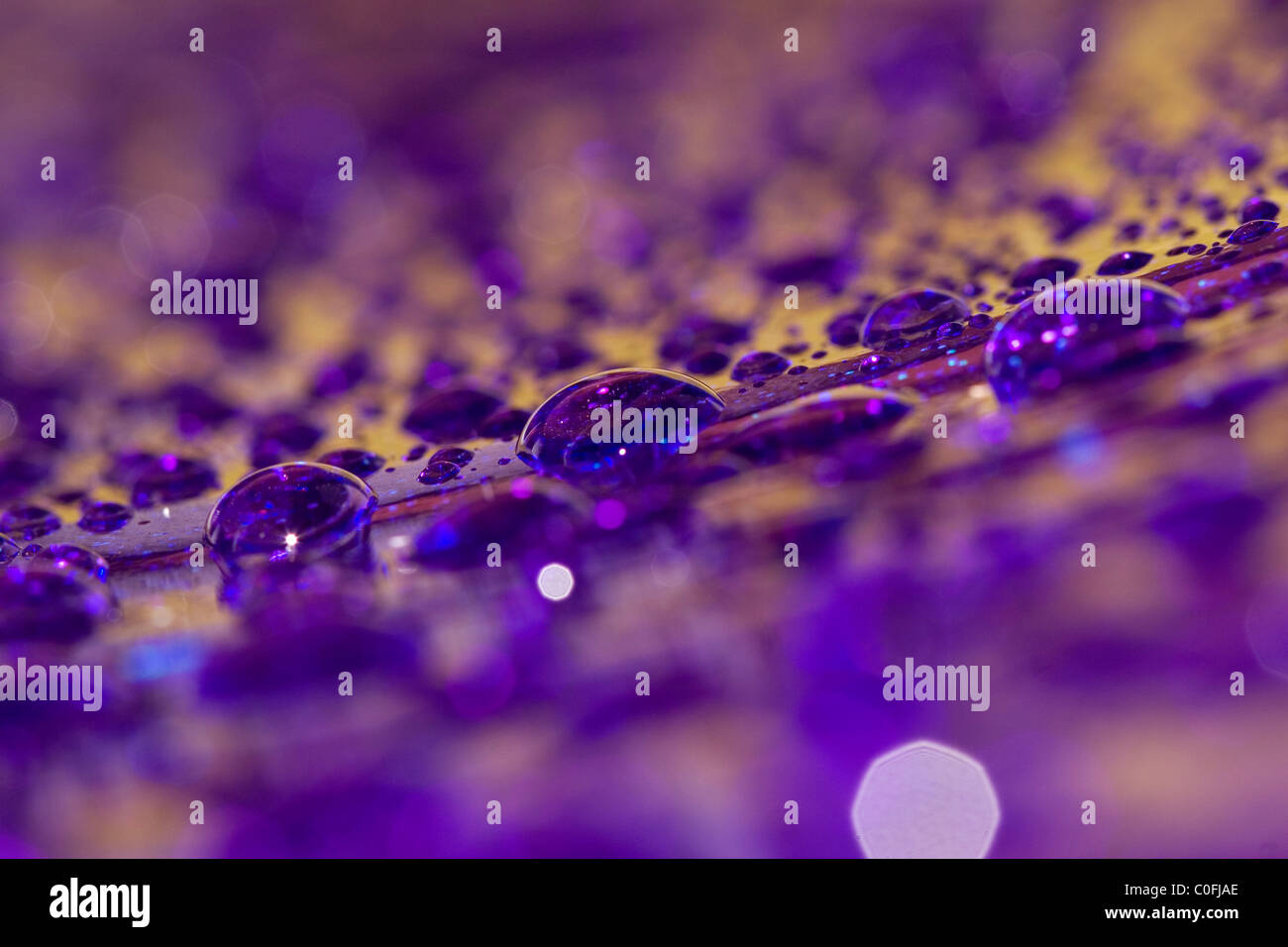 Water droplets on a shiny purple background with a shallow depth of ...