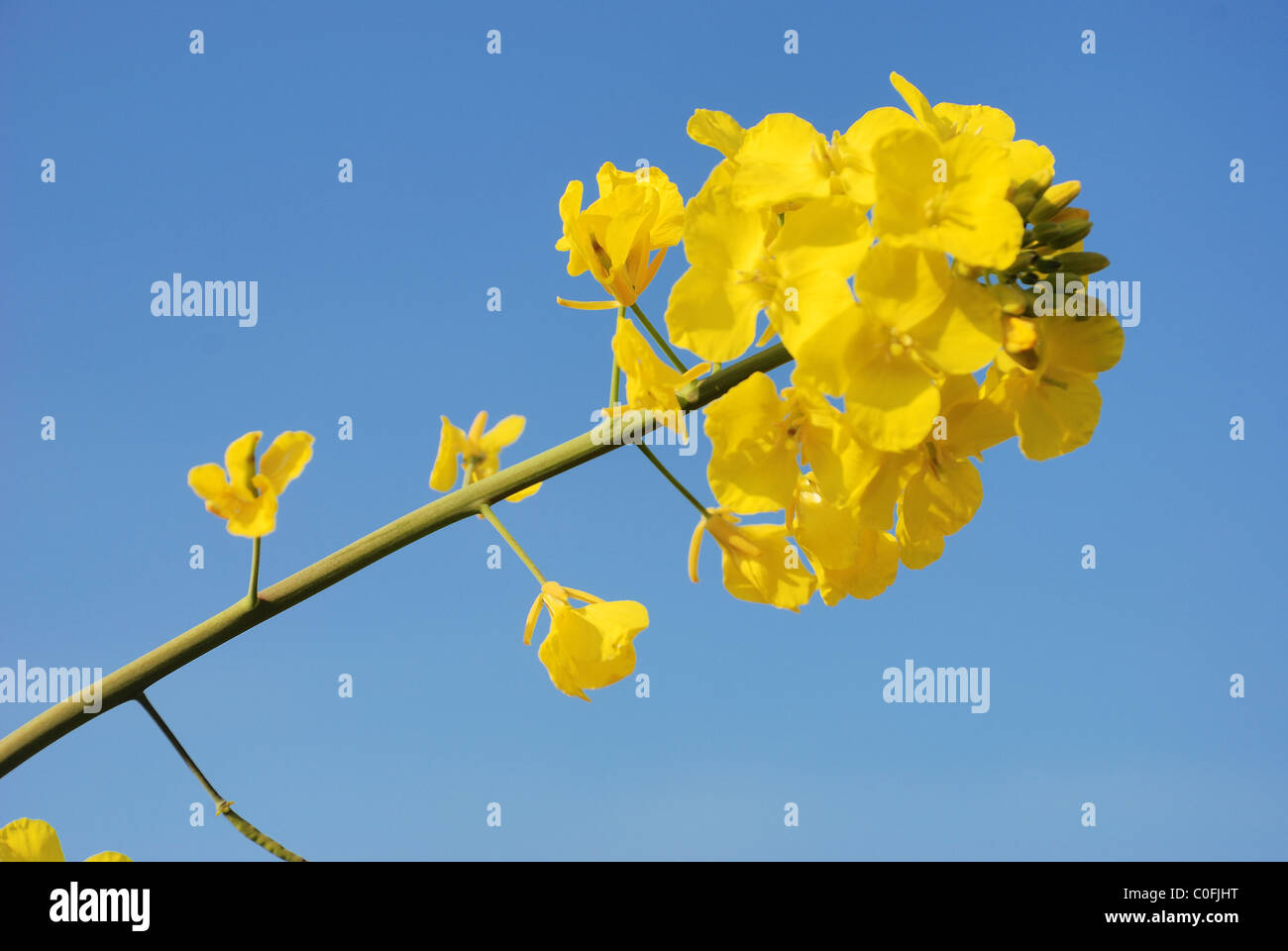 Flower of rape Stock Photo - Alamy