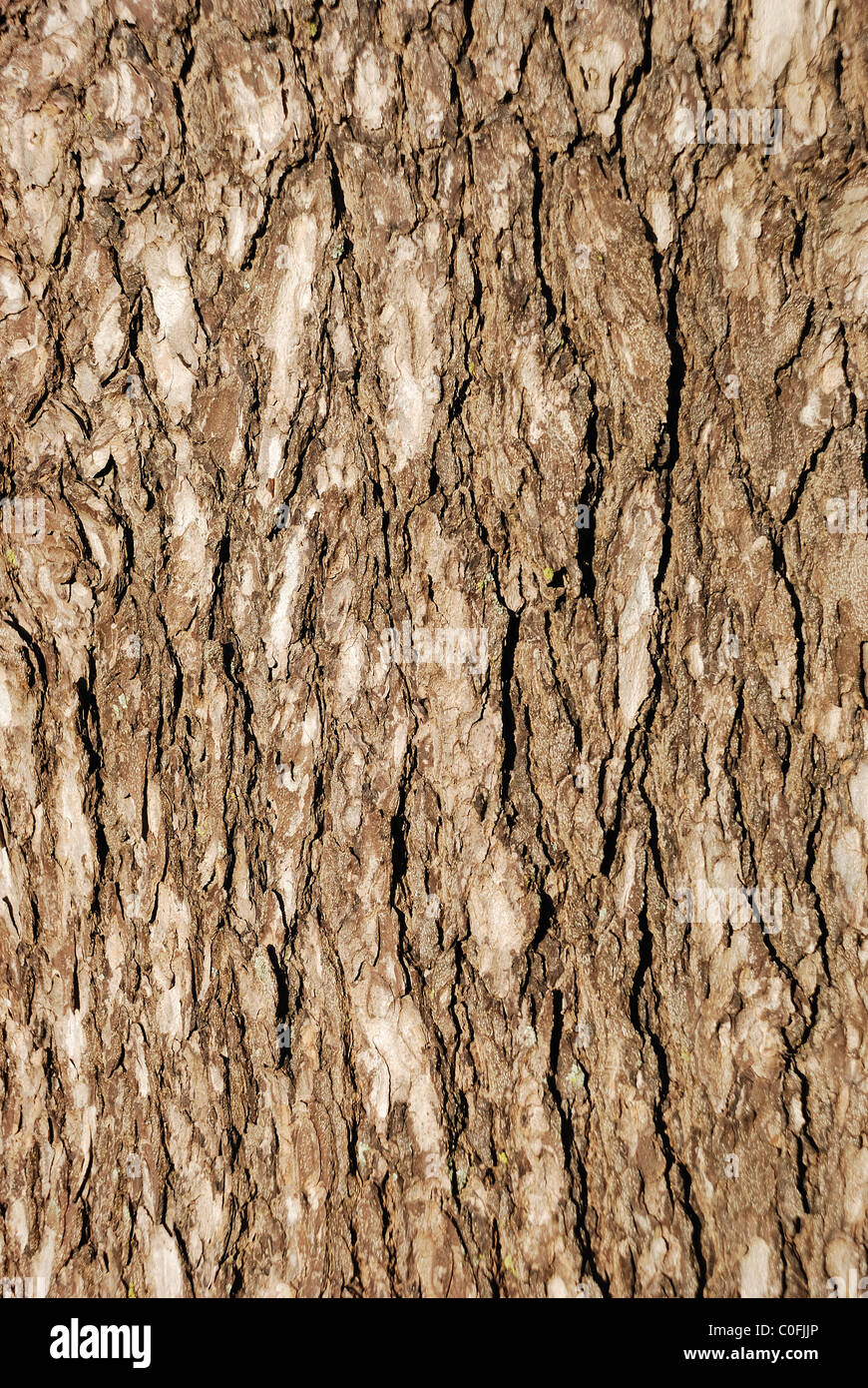 trunk of tree Stock Photo - Alamy