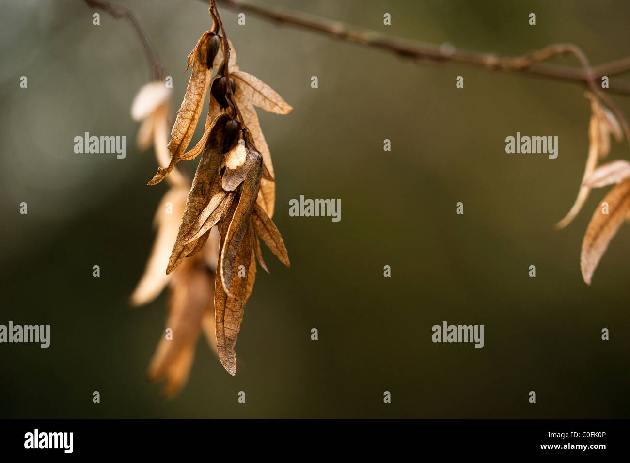 Carpinus betulus, Common or European Hornbeam, fruits in winter Stock ...