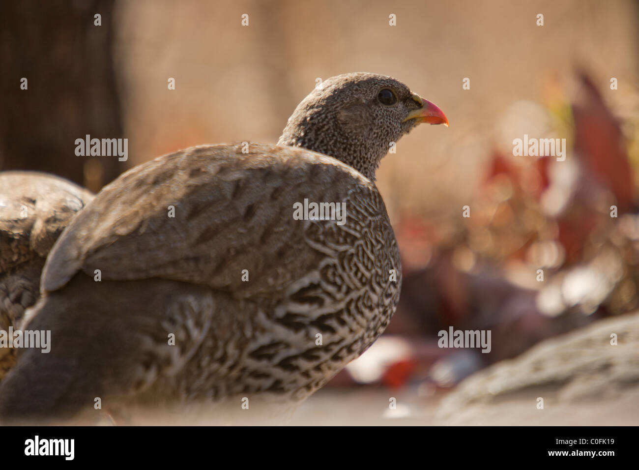 Pternistes natalensis hi-res stock photography and images - Alamy