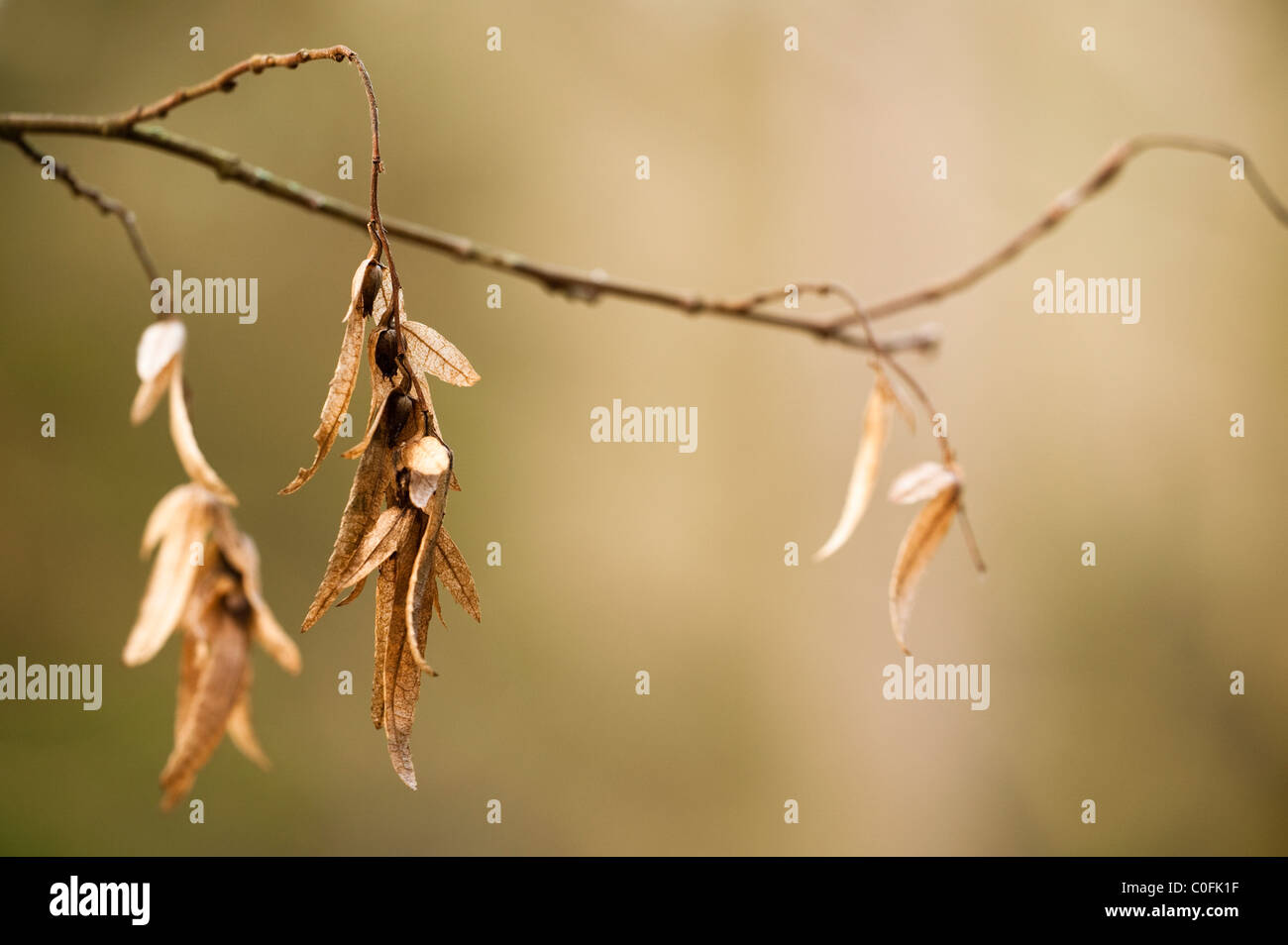 Carpinus betulus, Common or European Hornbeam, fruits in winter Stock ...