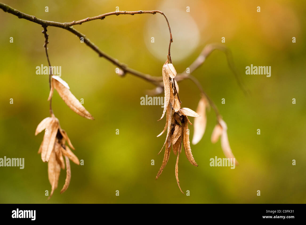 Carpinus betulus, Common or European Hornbeam, fruits in winter Stock ...